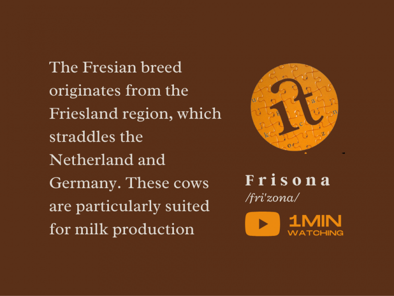 Frisona | gourm.itpedia
